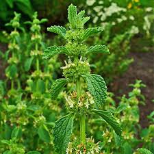 White Horehound – The UK Online