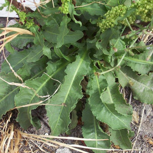 Yellow Dock – The UK Online